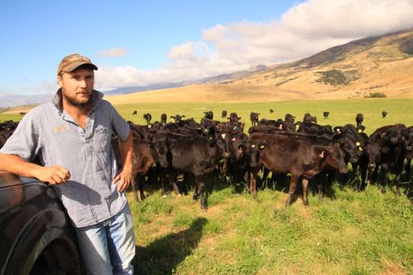 Diversifying to Wagyu - CountryWide