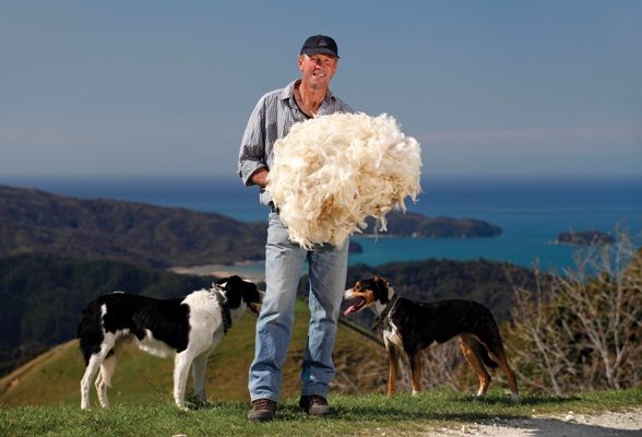 Perendale-cross wool earns $35/sheep - Country-Wide