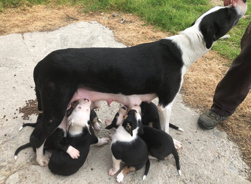 How to look after your dog - Part 3 - Country-Wide