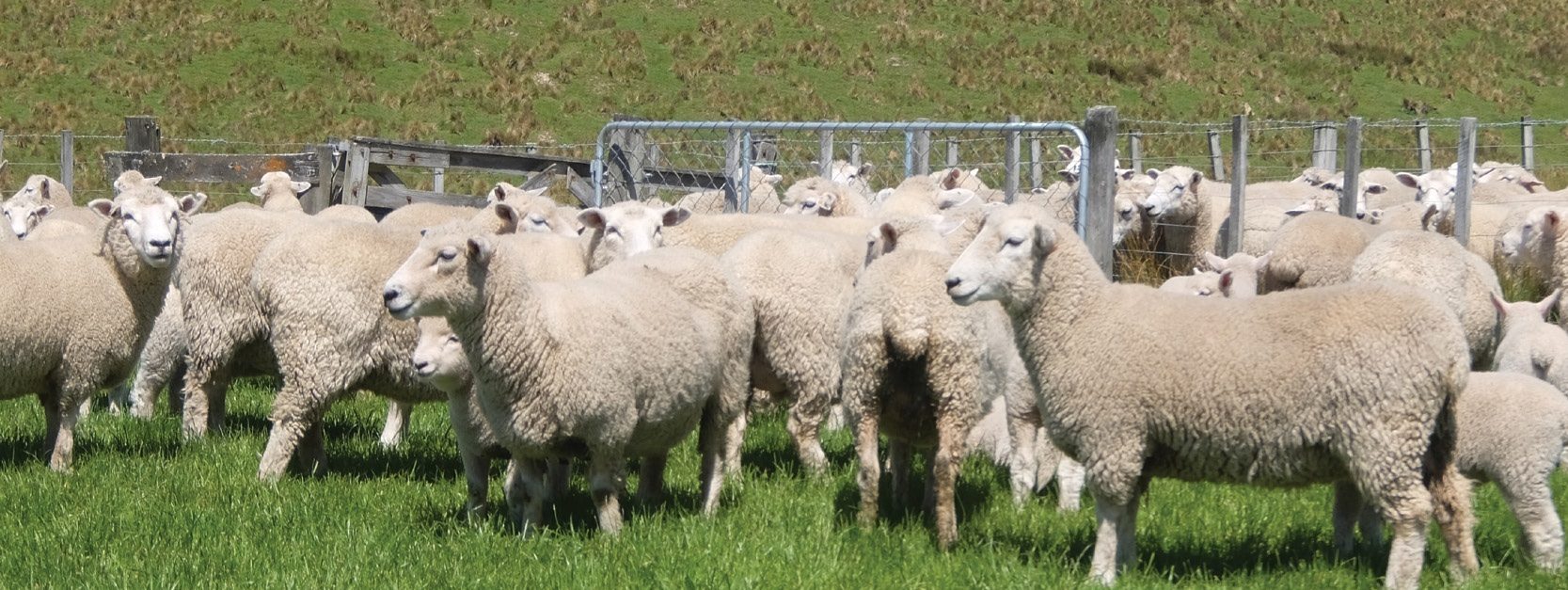 Hogget grazing beats lamb finishing - CountryWide