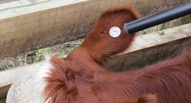 Activate those tags once in ear - CountryWide