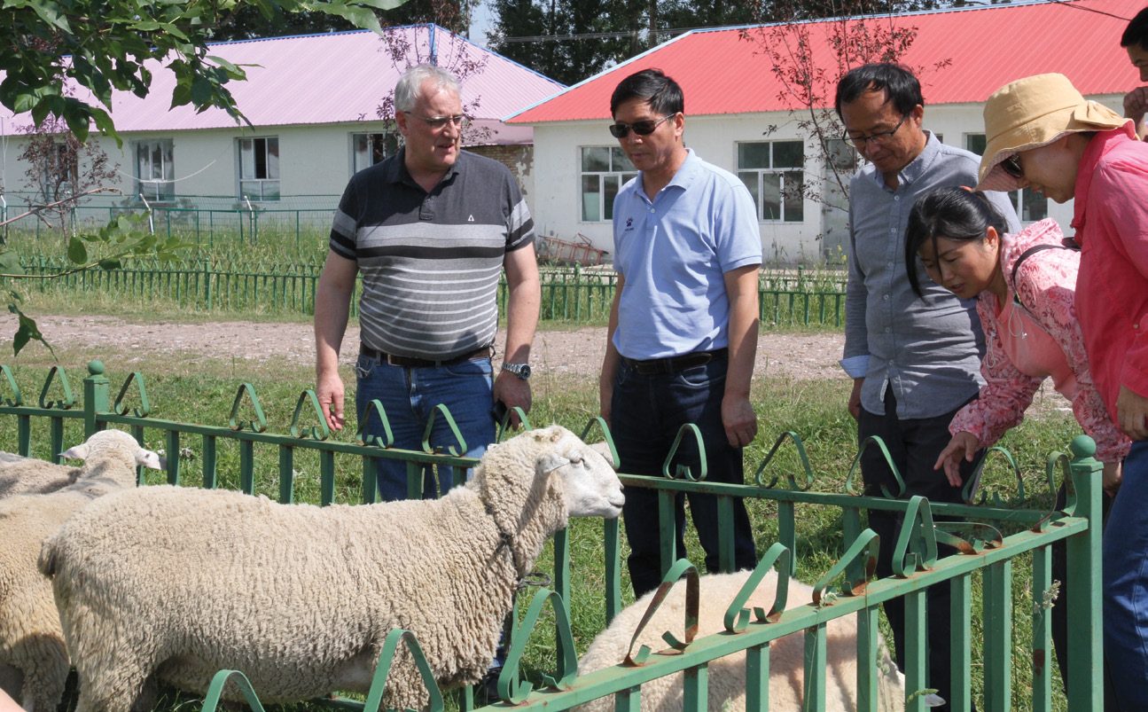 China’s intense look at lamb - CountryWide