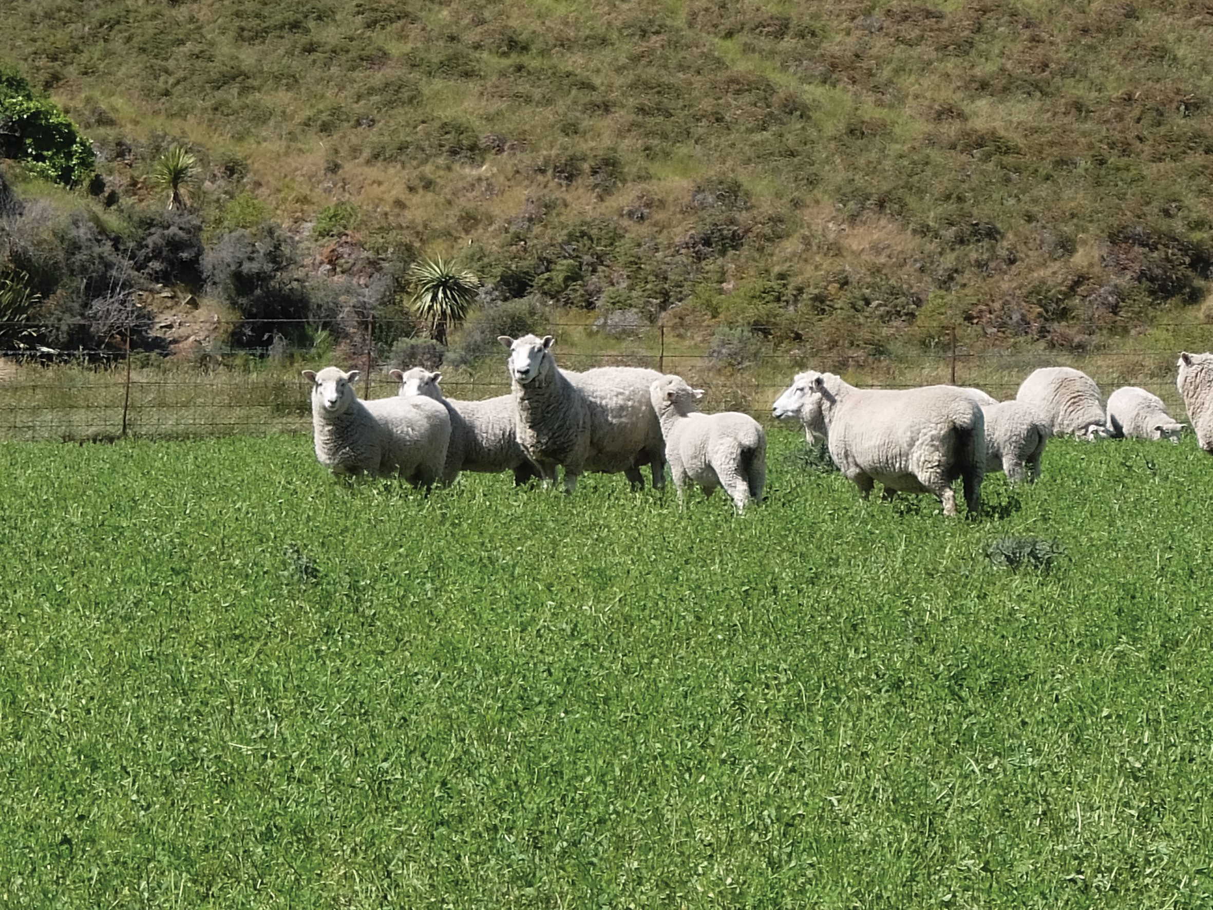 The lamb growth challenge - CountryWide