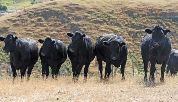 Breeding to add value - CountryWide