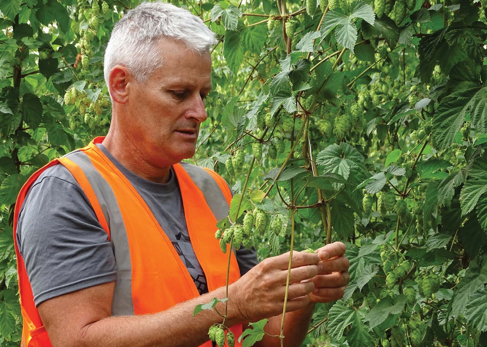 Crop’s potential brewing - CountryWide
