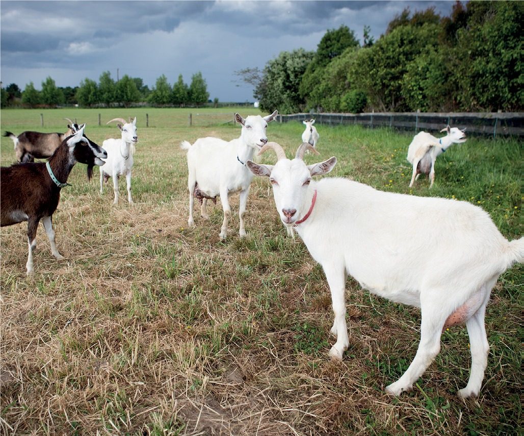 Battling the parasites - CountryWide