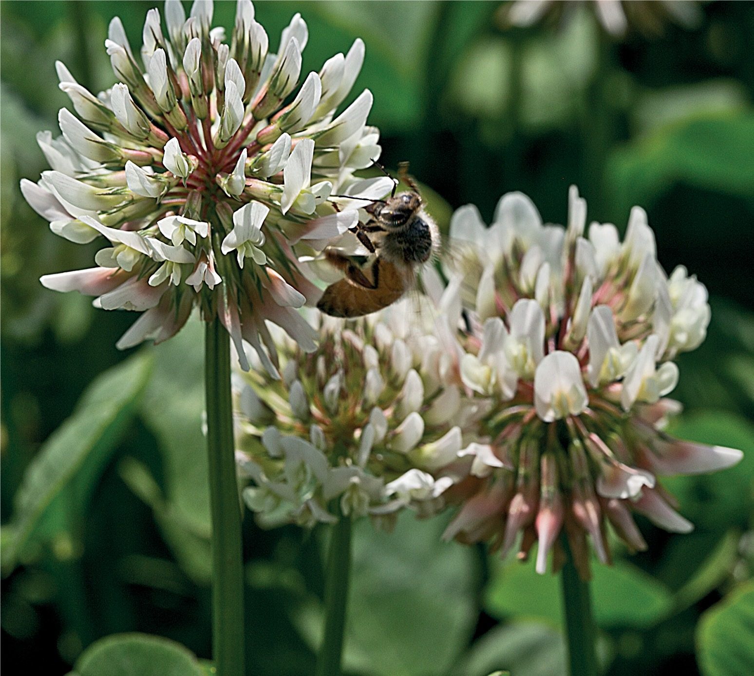 Renew while pasture growth is shining - CountryWide
