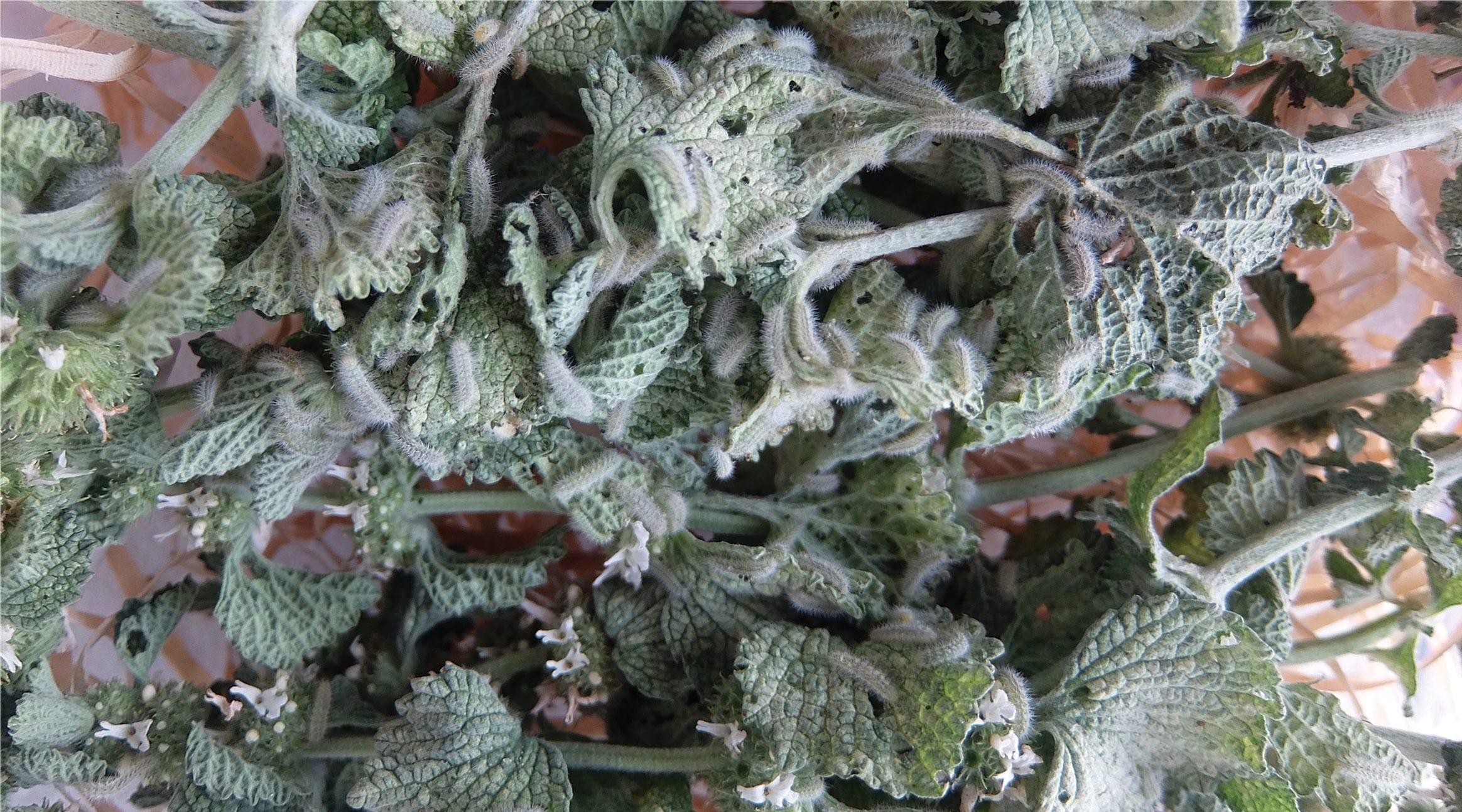 Aussie bugs battle weed - CountryWide