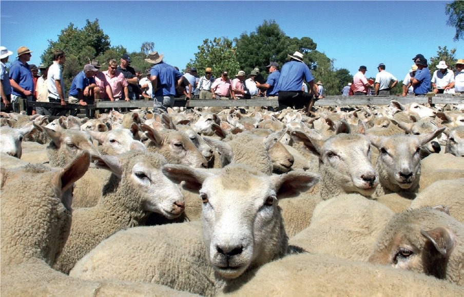 Record breeding ewe prices a sign of the times - CountryWide