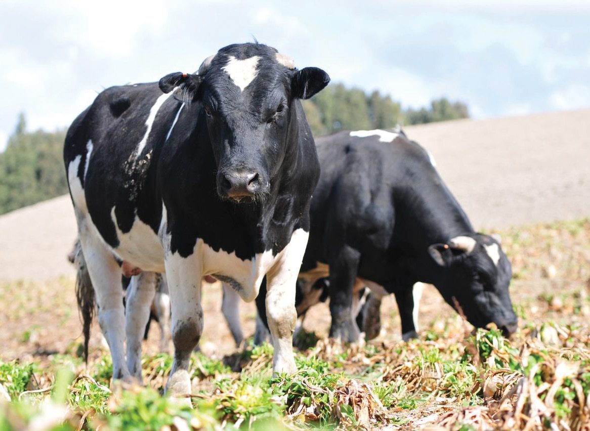 Setting up to minimise impact - Country-Wide