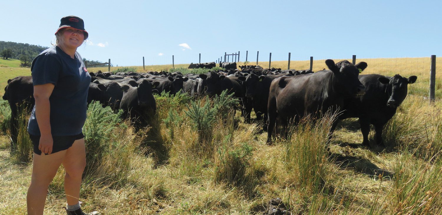 Cattle breeding life sizzling - CountryWide