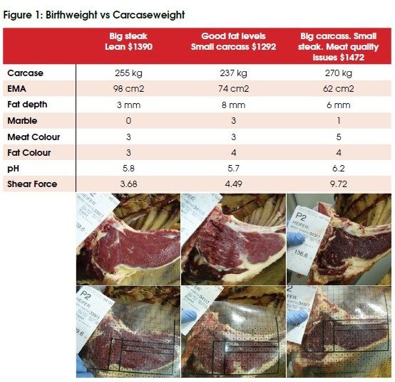 Right bull can lift weights by 45kg - CountryWide
