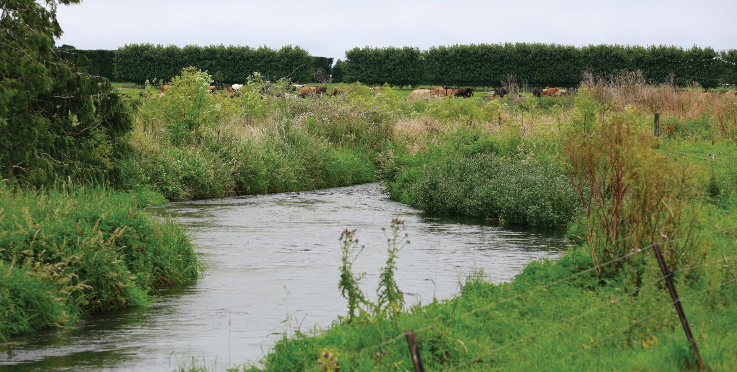 Progress with Healthy Waterways policies - CountryWide
