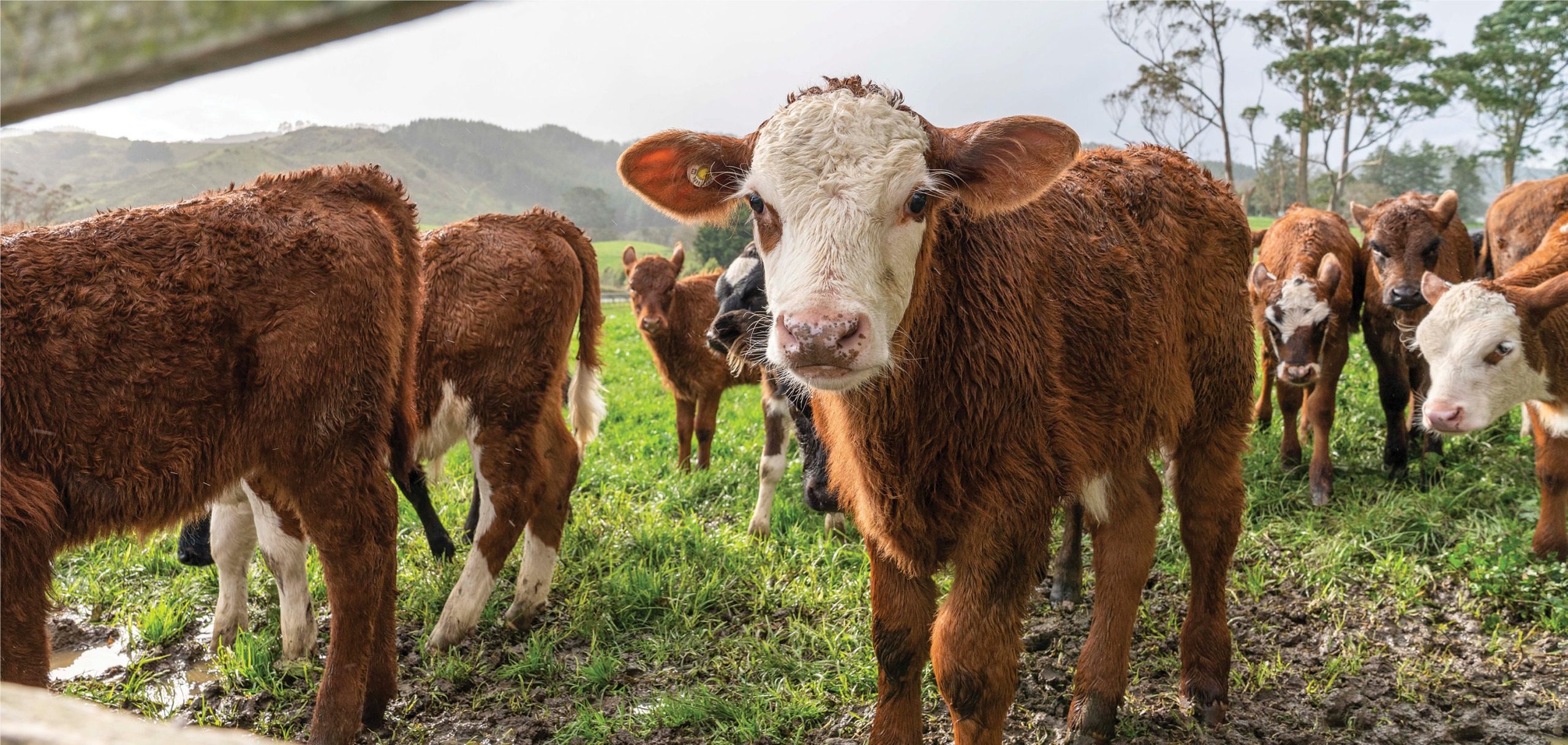 Dairy problem, beef solution? - CountryWide