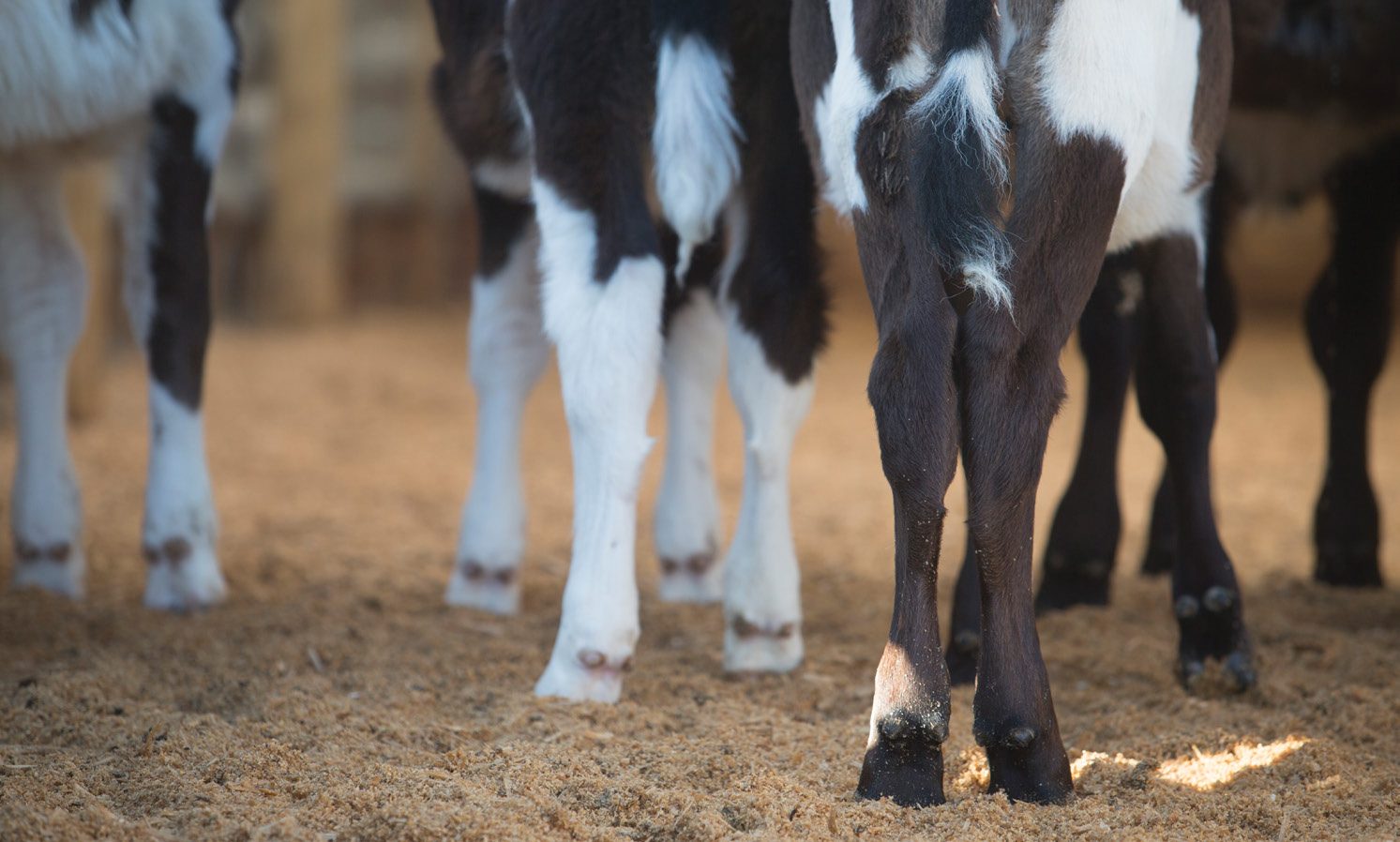 Calf-rearing lessons - CountryWide