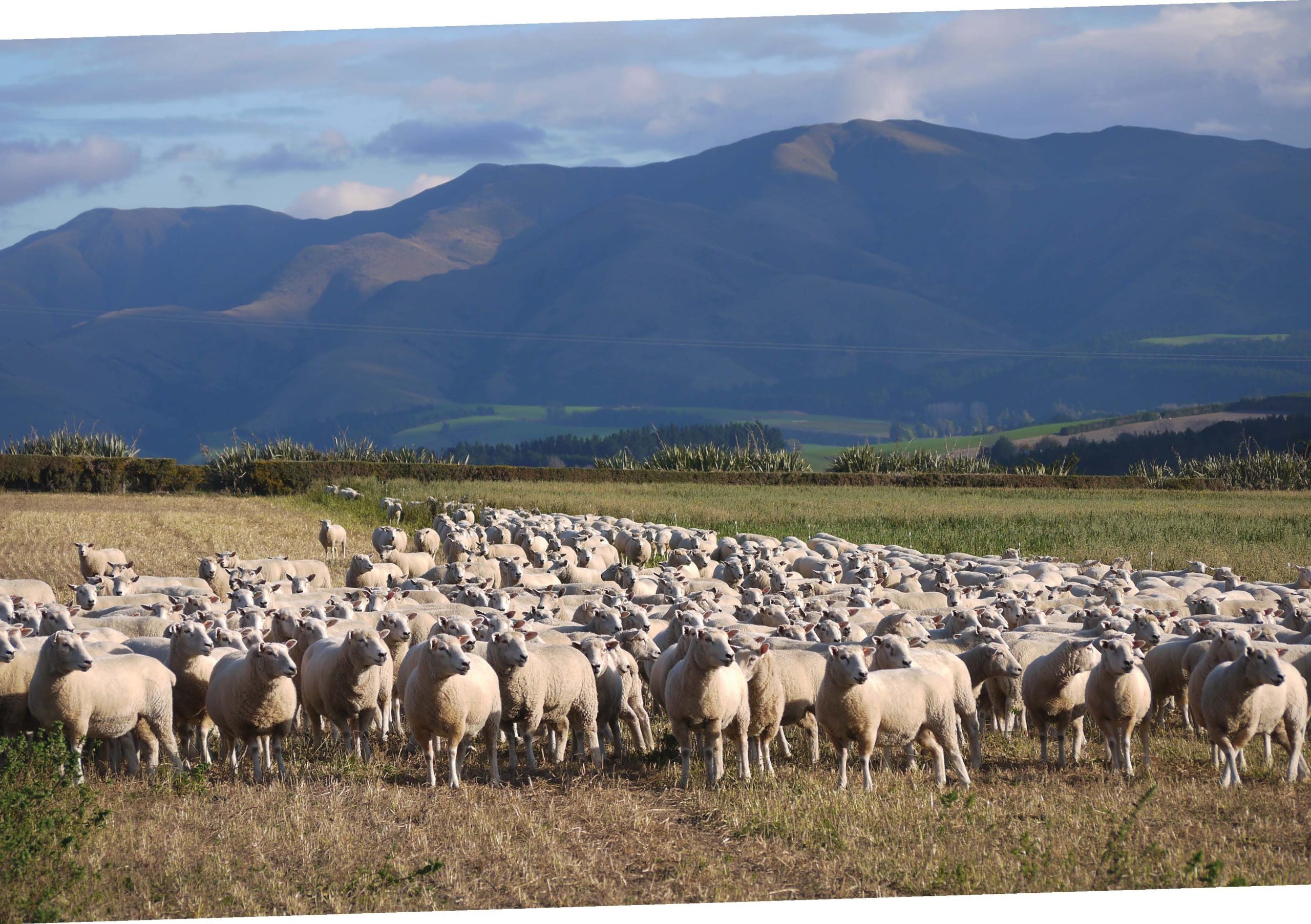 Diversification drives business - CountryWide