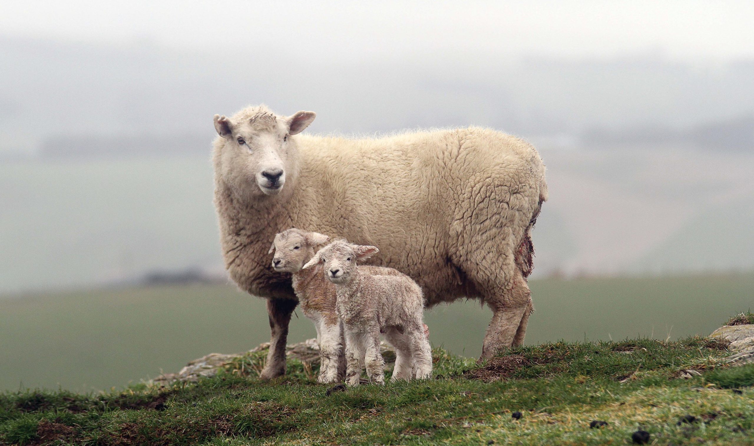 Getting your lambs off to a fast start - Country-Wide Magazine