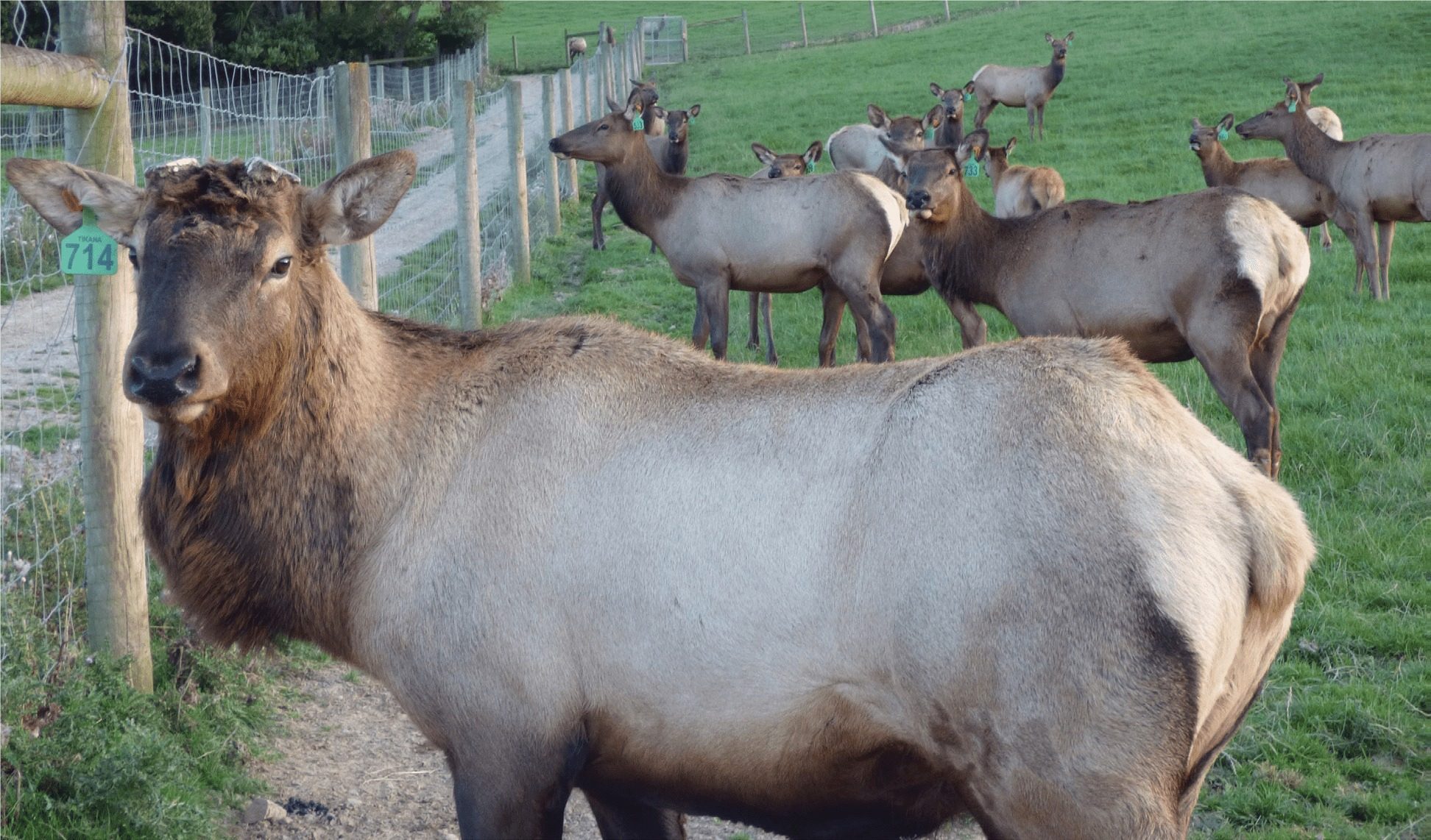 Powerful tool in parasite war - CountryWide