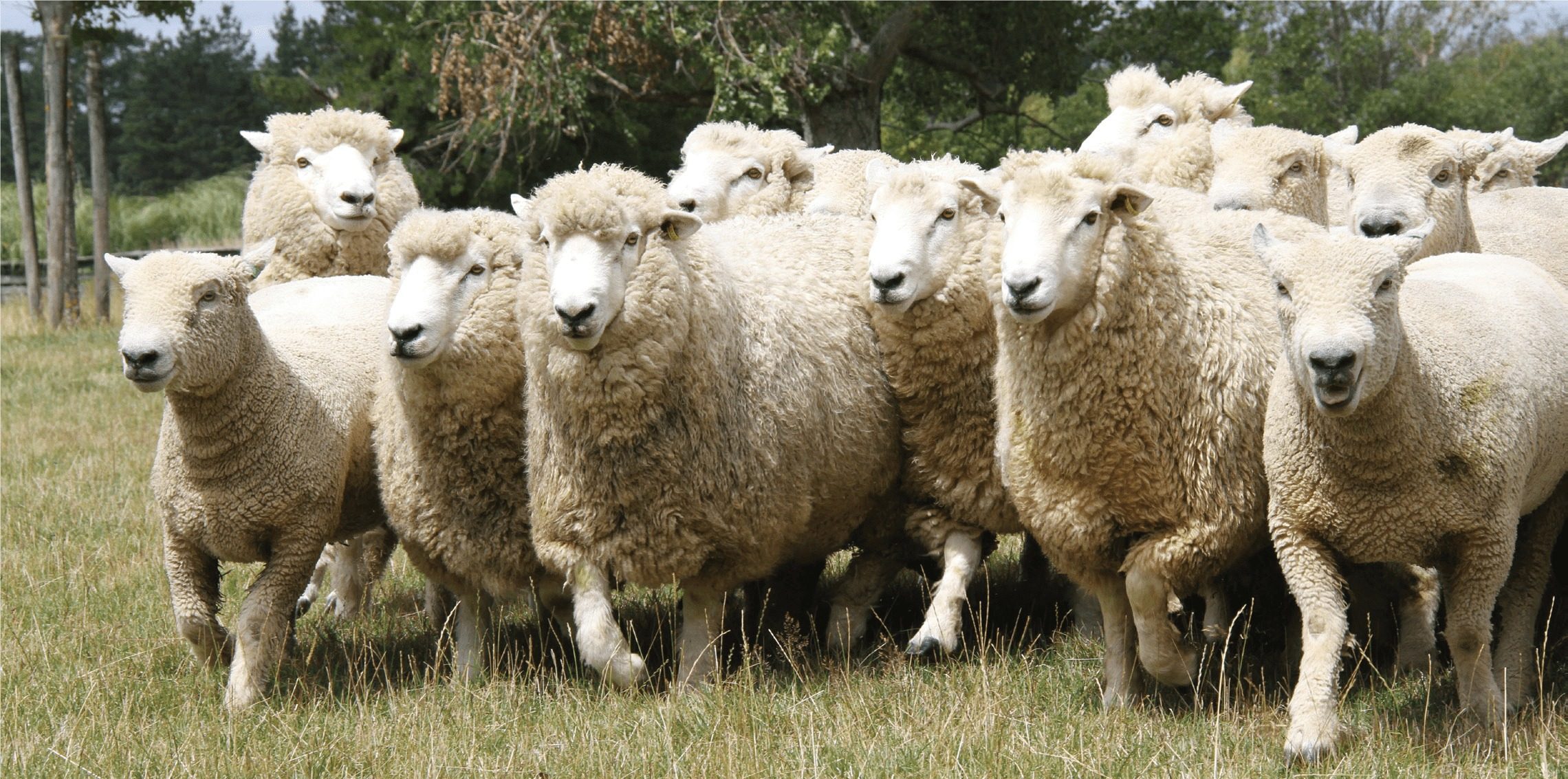 Questions for your ram breeder - CountryWide