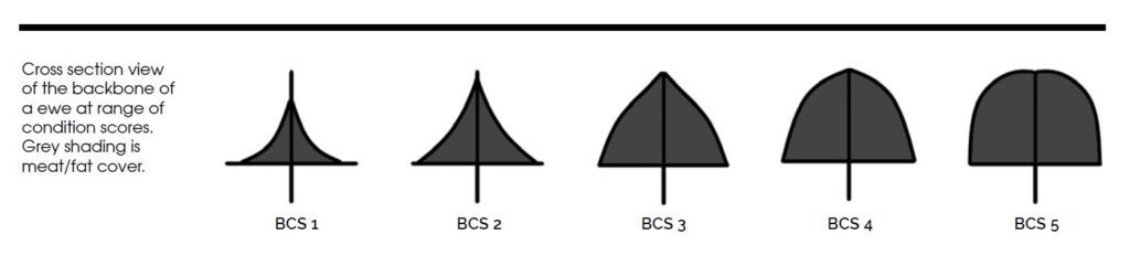 Body condition scoring sheep - CountryWide