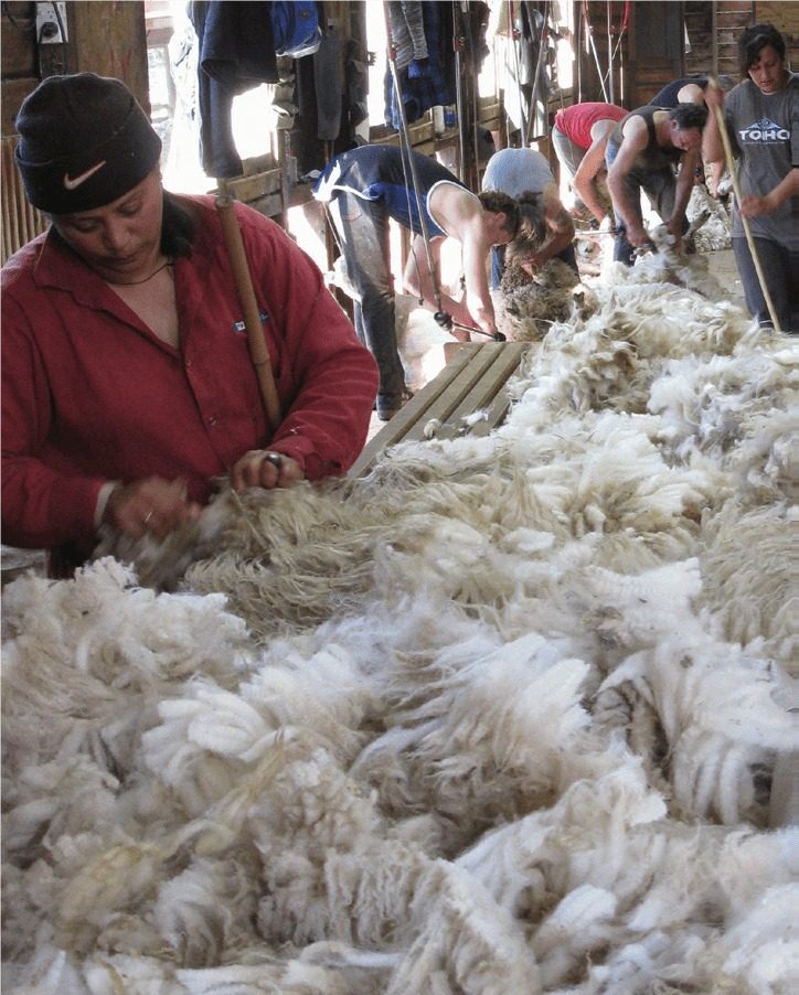 Wool: Good signs appearing in markets - CountryWide