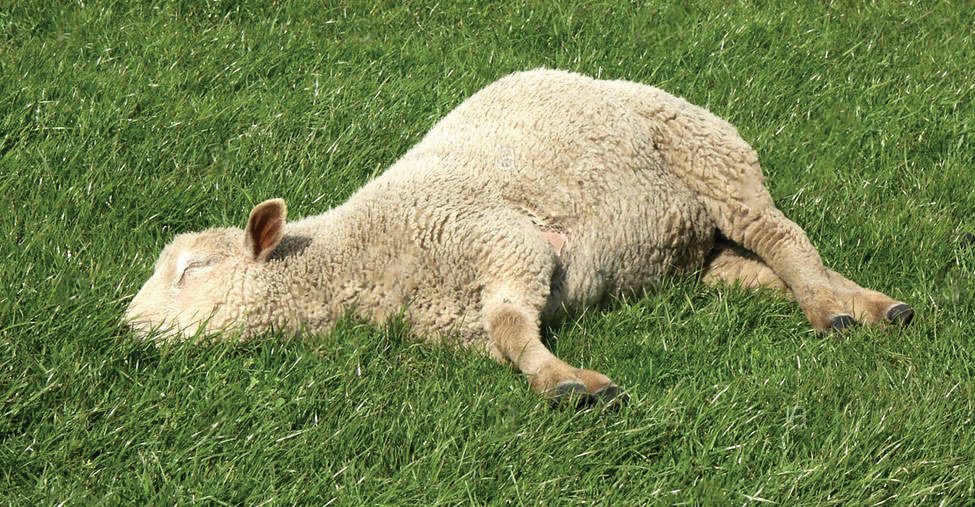 Ewe losses can be expensive - CountryWide