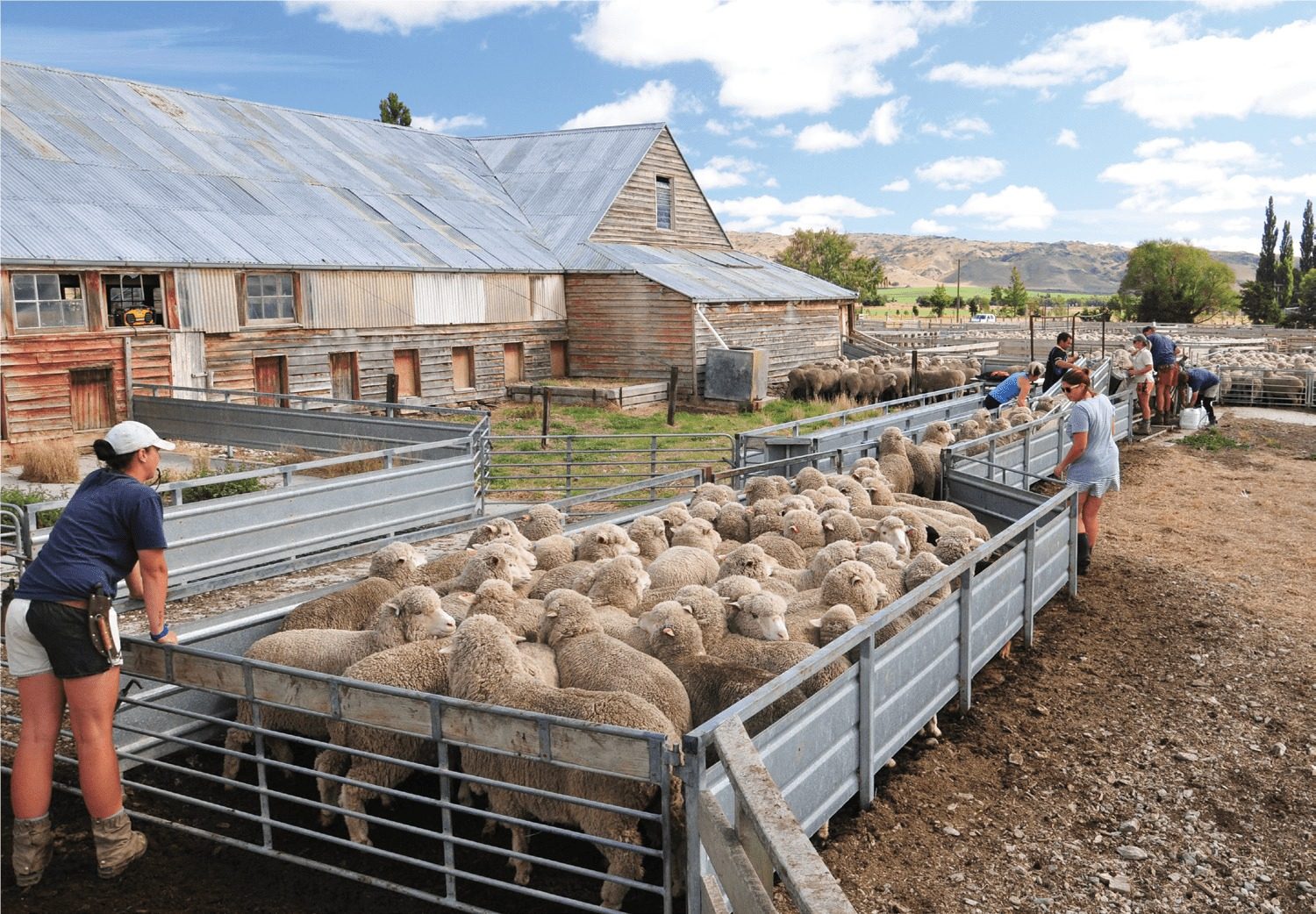 Ewe condition score important - Country-Wide