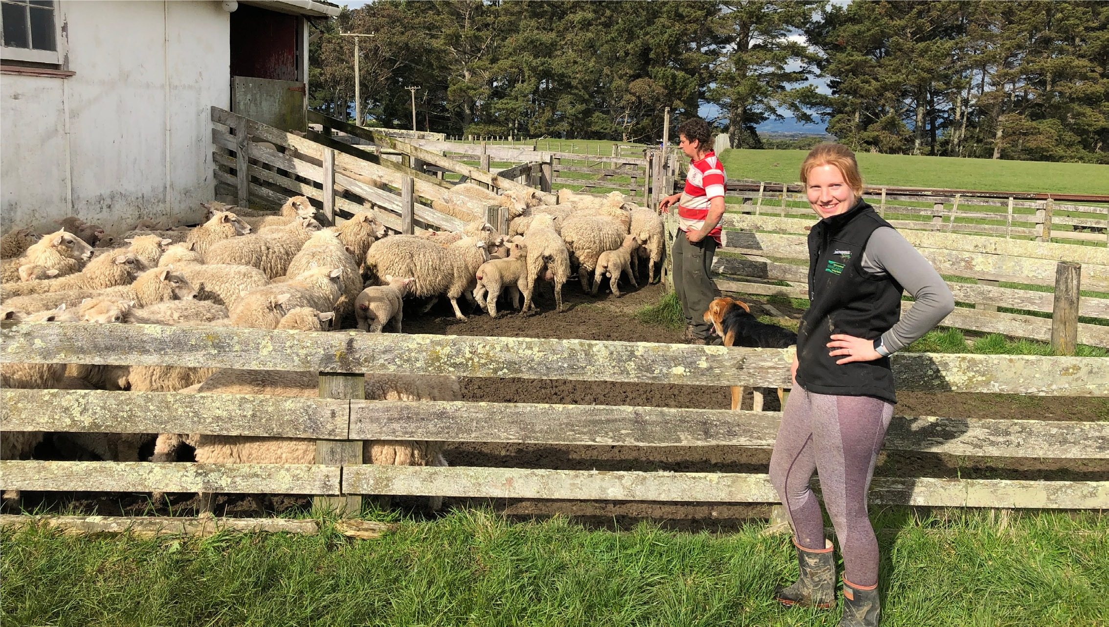 Selecting for body condition score - Country-Wide