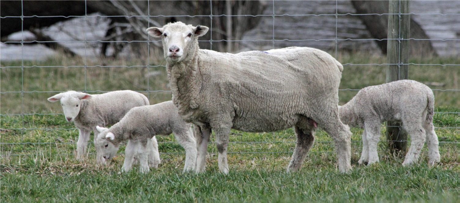Moving to low-input and efficient sheep - CountryWide