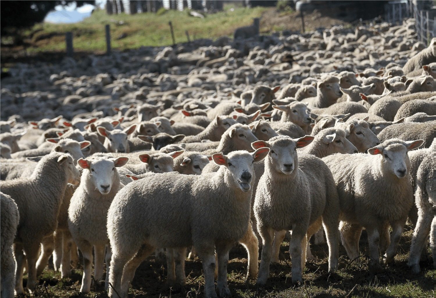 Trimming out the fat - Country-Wide Magazine