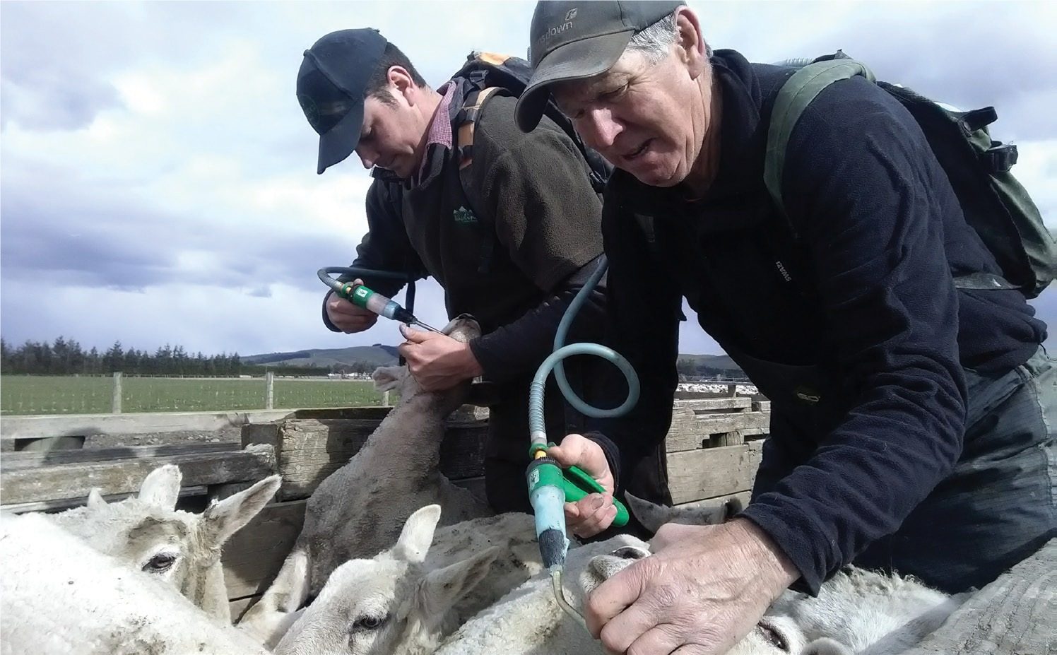 Efficiency in animal health - CountryWide
