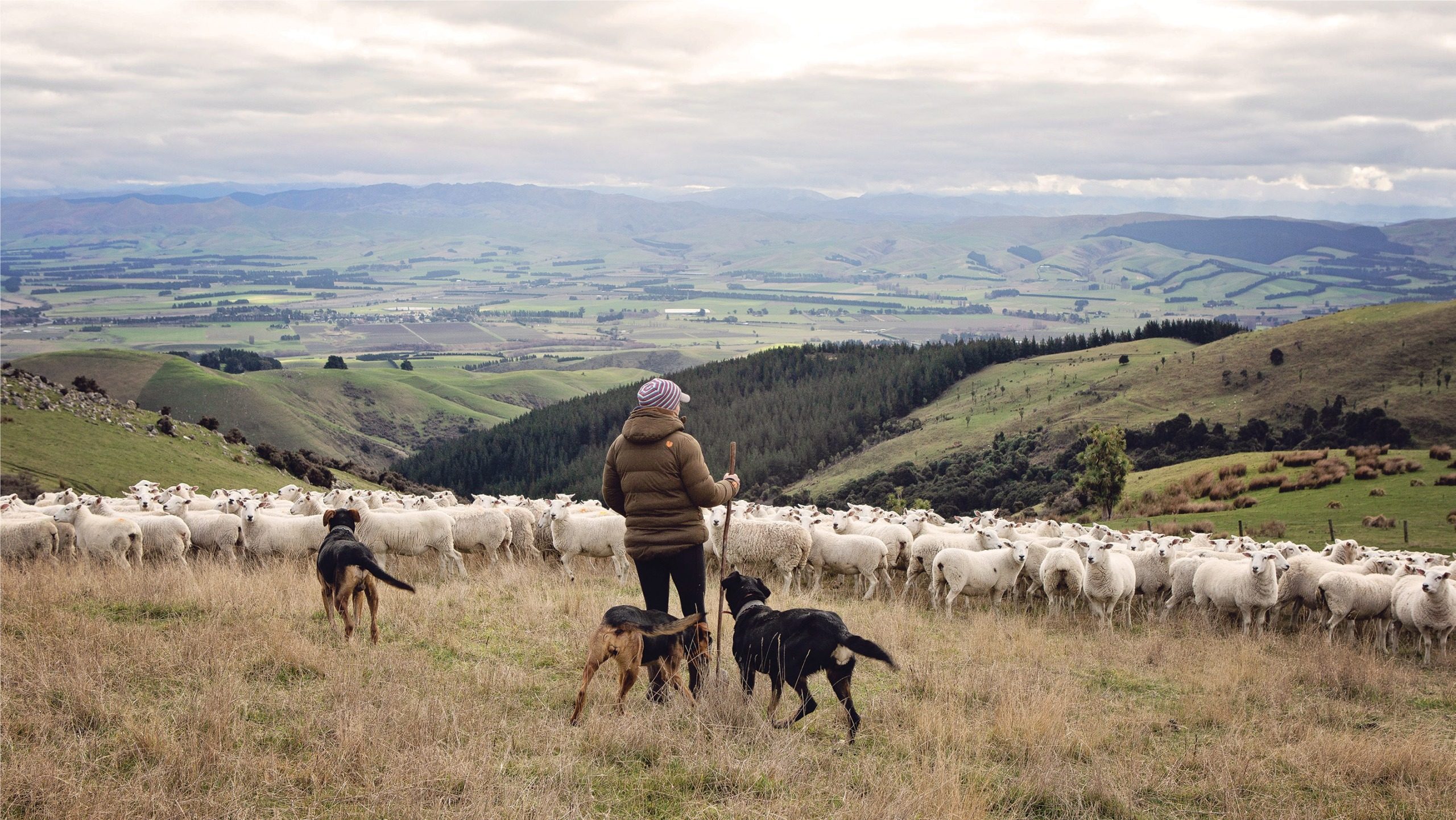 Wiltshire sheep: Away with wool - CountryWide