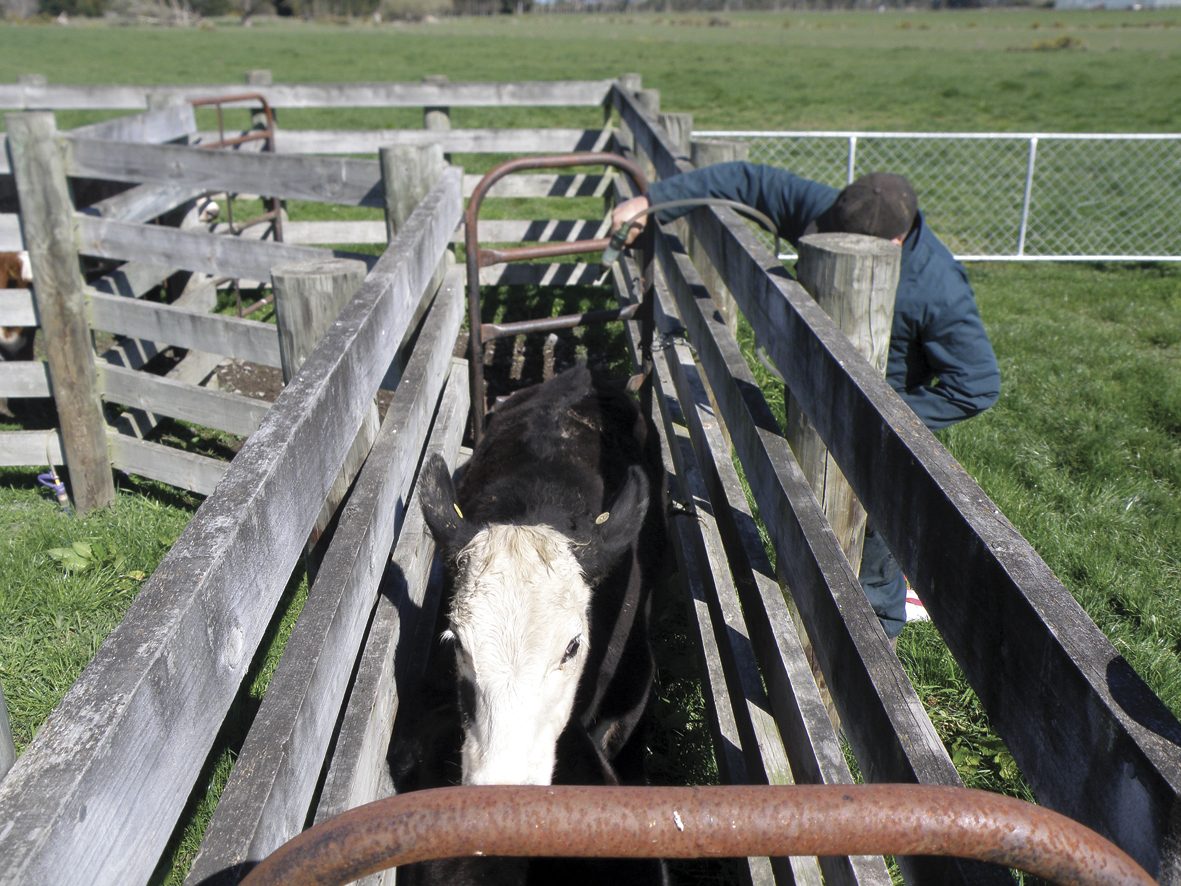 A deep dive into drenching - CountryWide