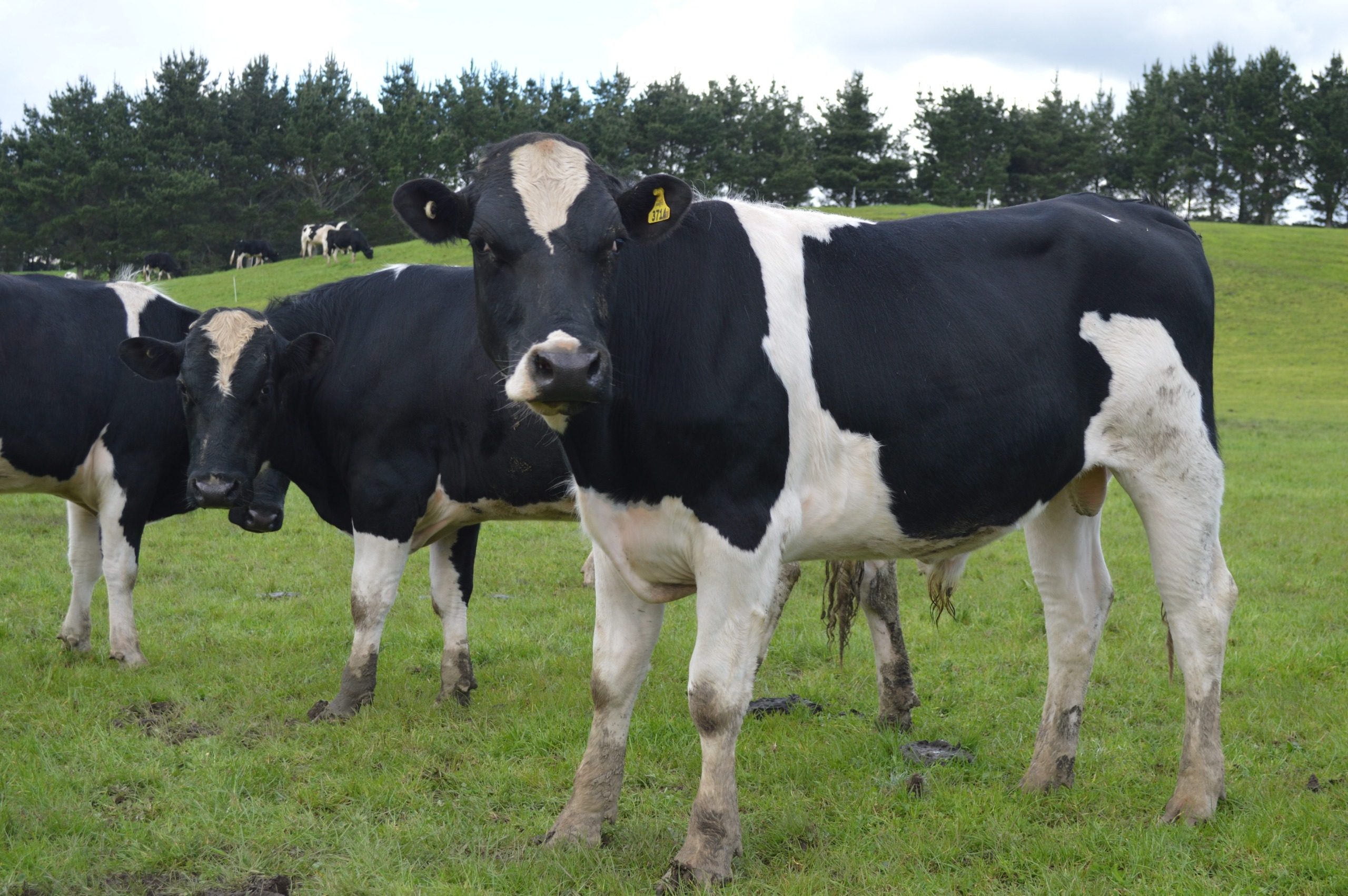 Giving cattle room to breathe - CountryWide