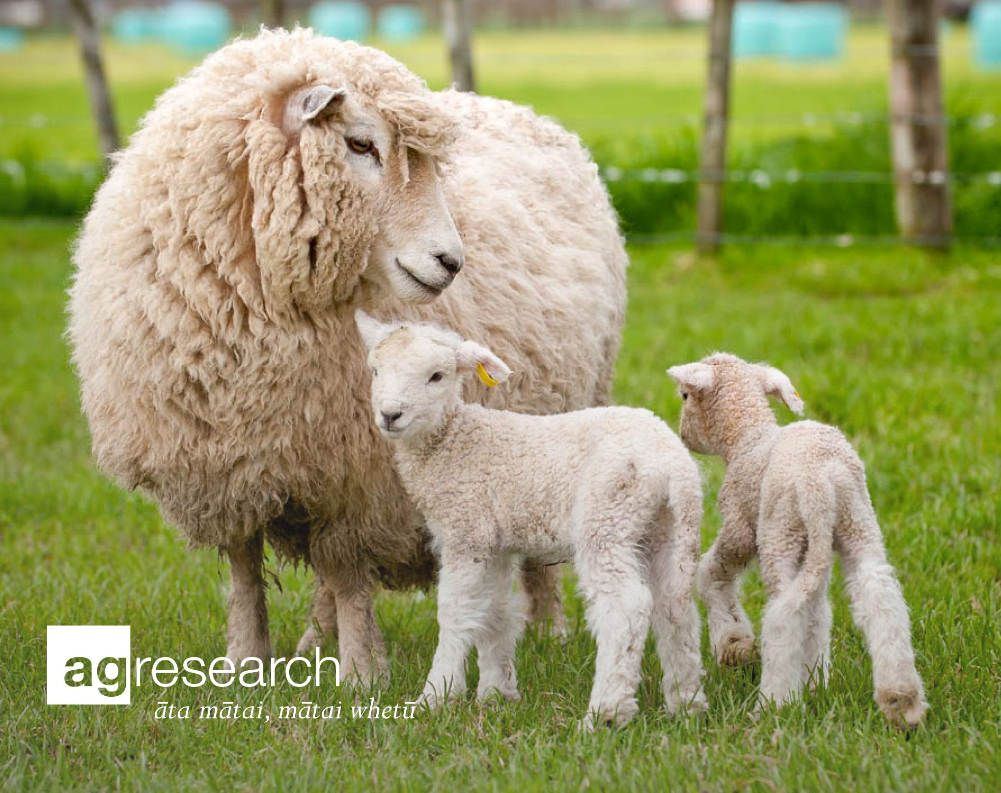AgResearch lamb rearing technical manual - CountryWide