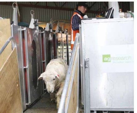 Breeding low-methane sheep - CountryWide