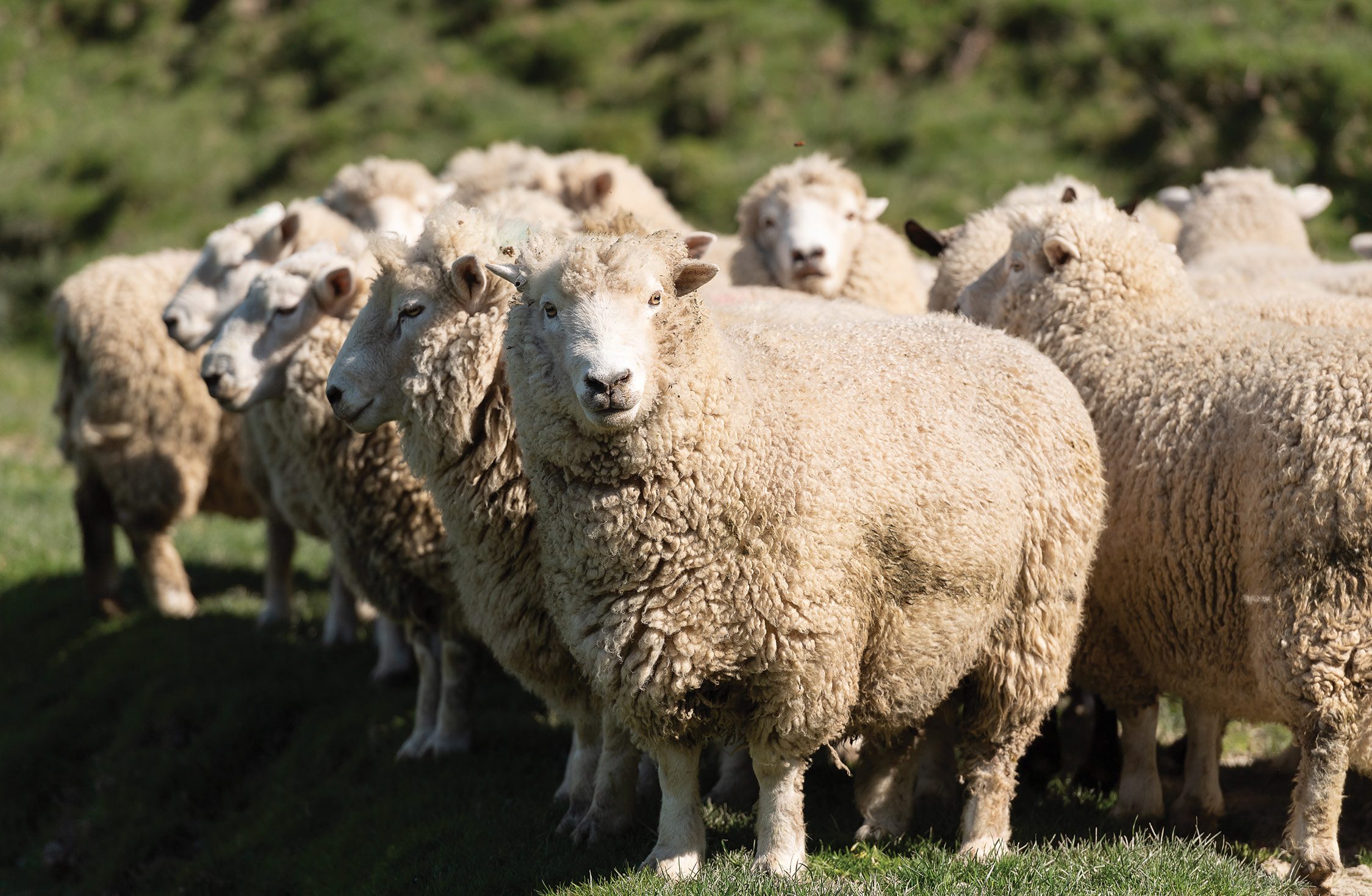 Simplifying ram selection - Country-Wide Magazine