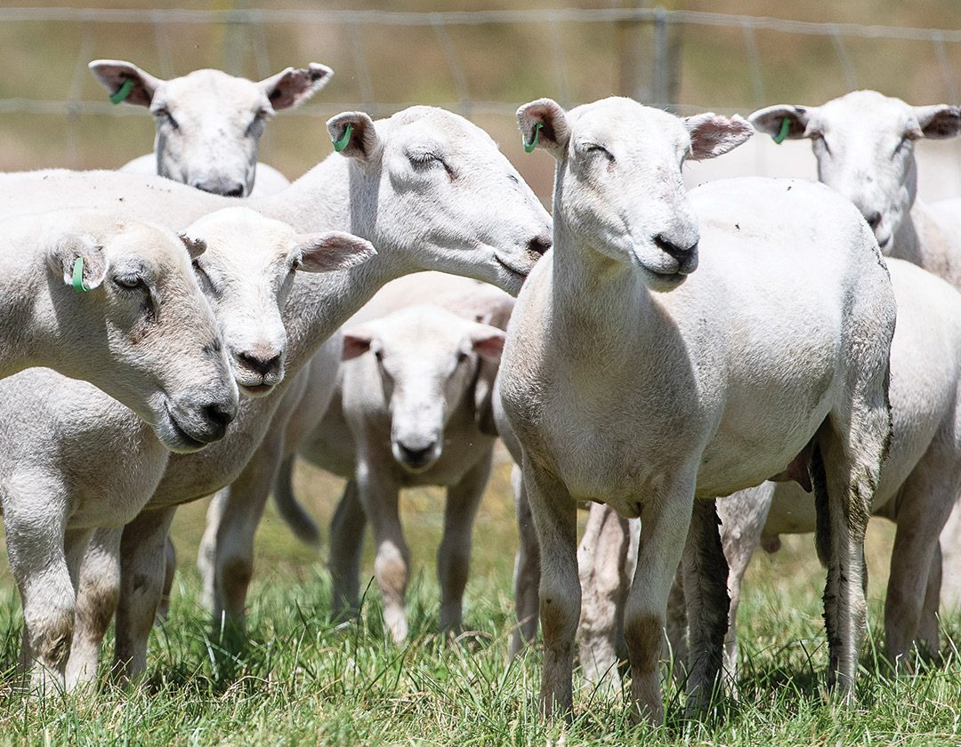 Shedding sheep bring balance - CountryWide