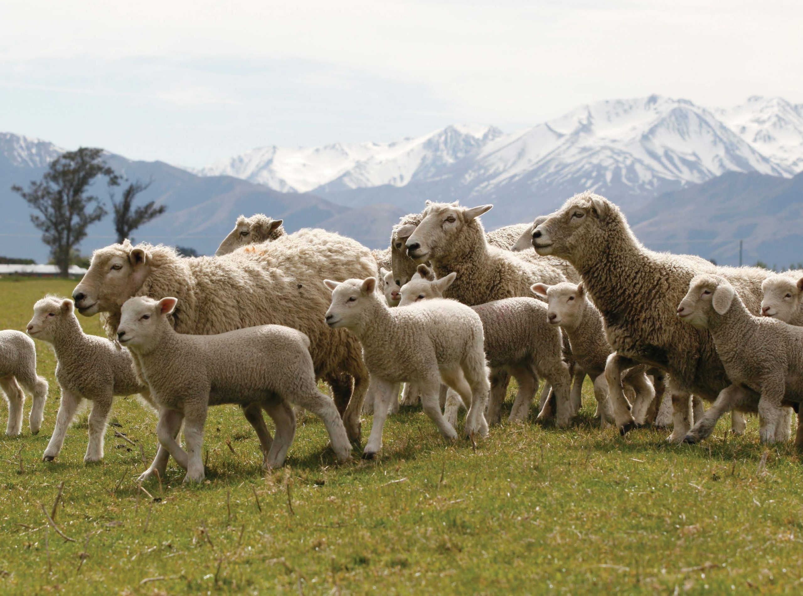 Breeding for worm resistance - CountryWide