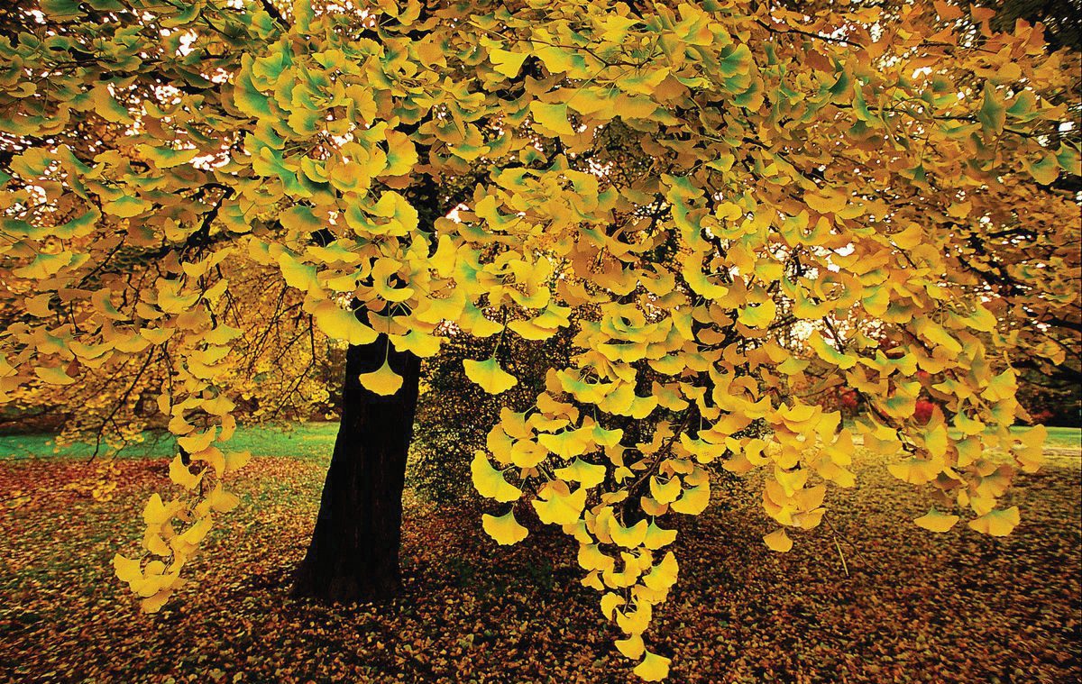 Plant some pakeha trees - CountryWide