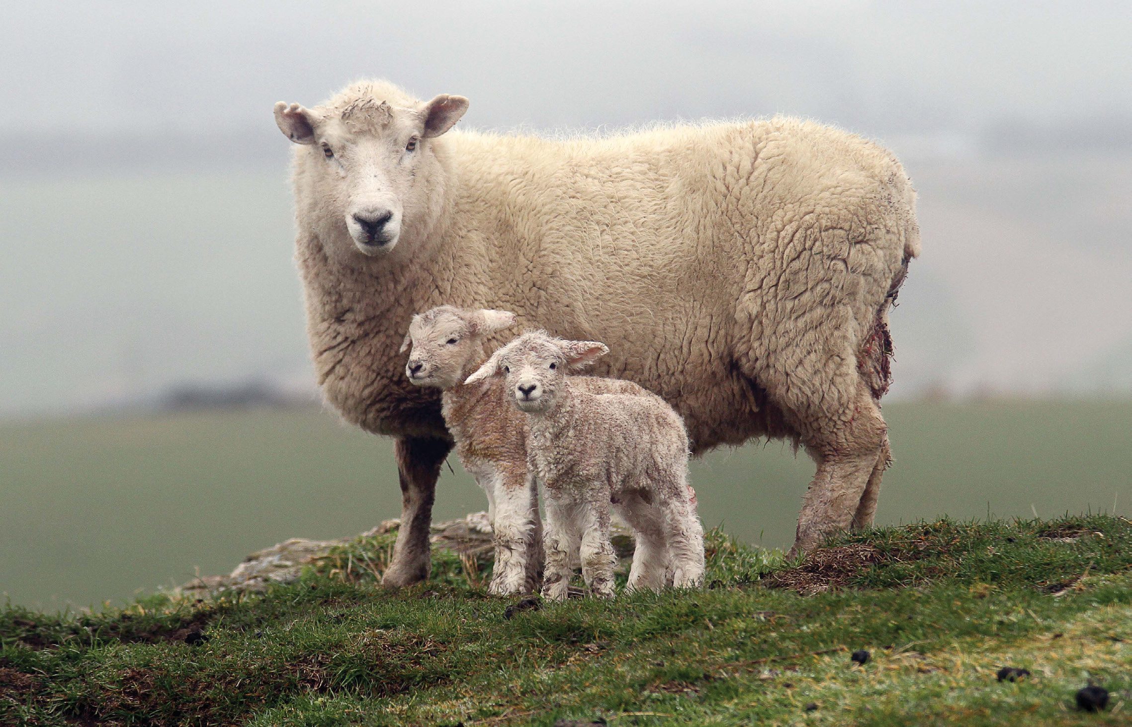 Recovering from a poor lambing - CountryWide