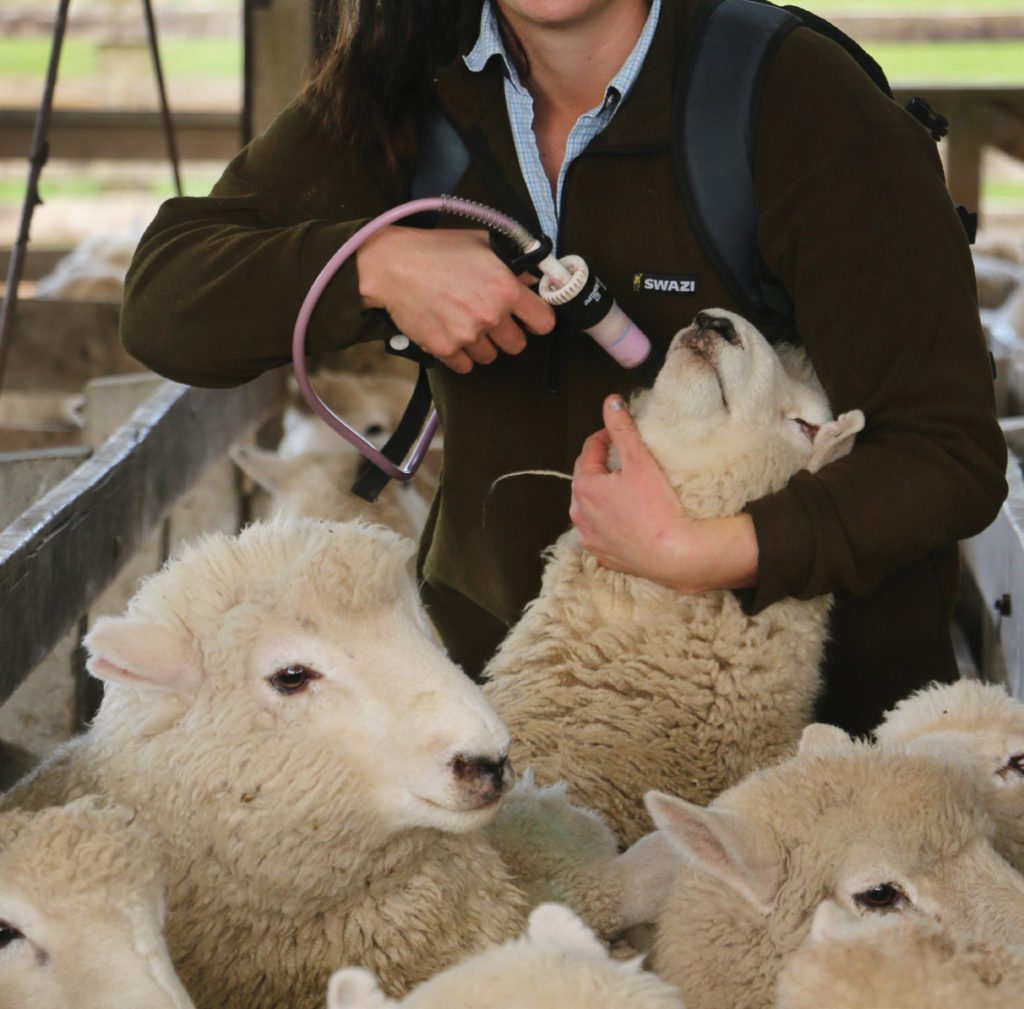 Worm control options - CountryWide