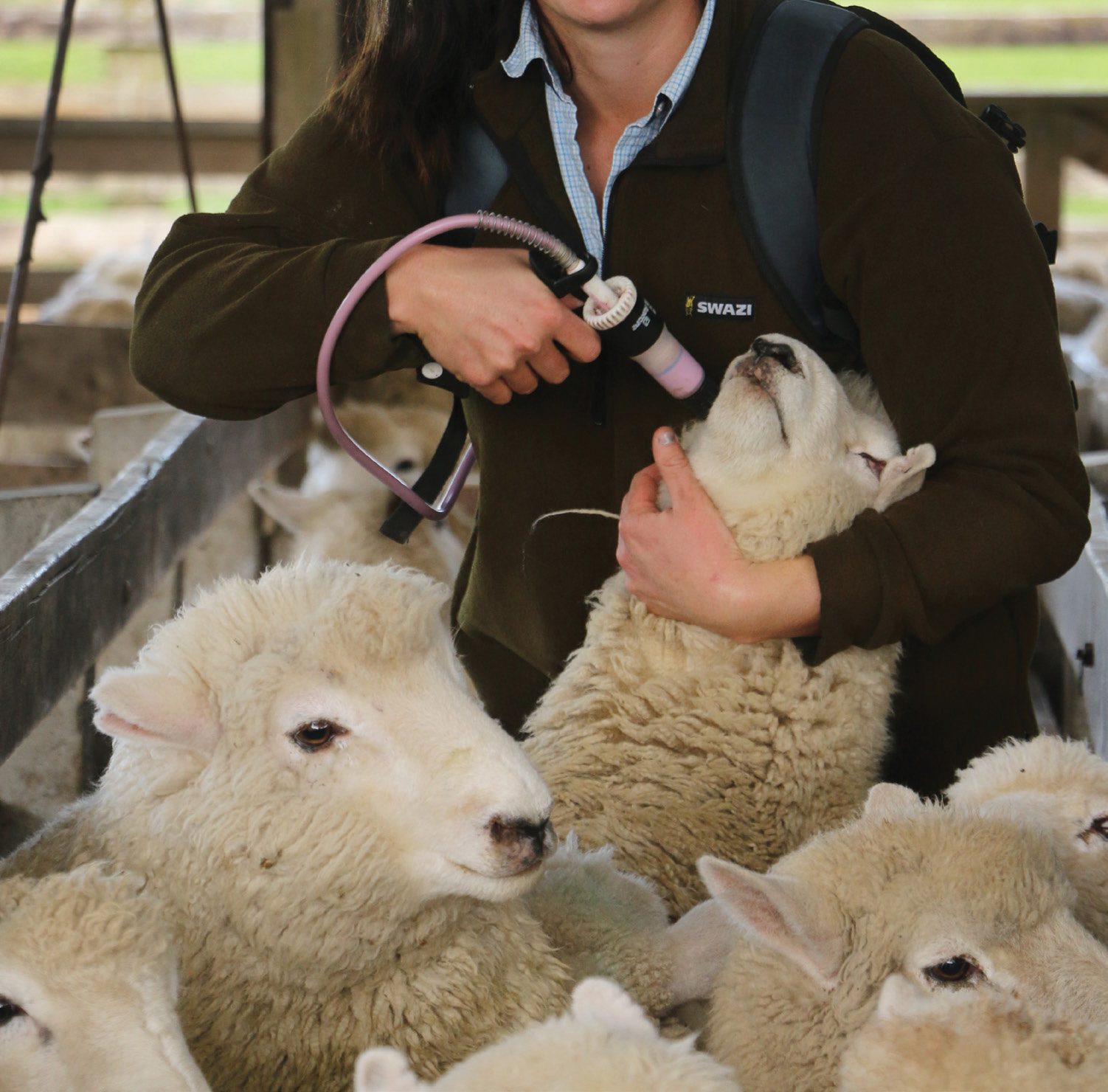 Worm control options - CountryWide