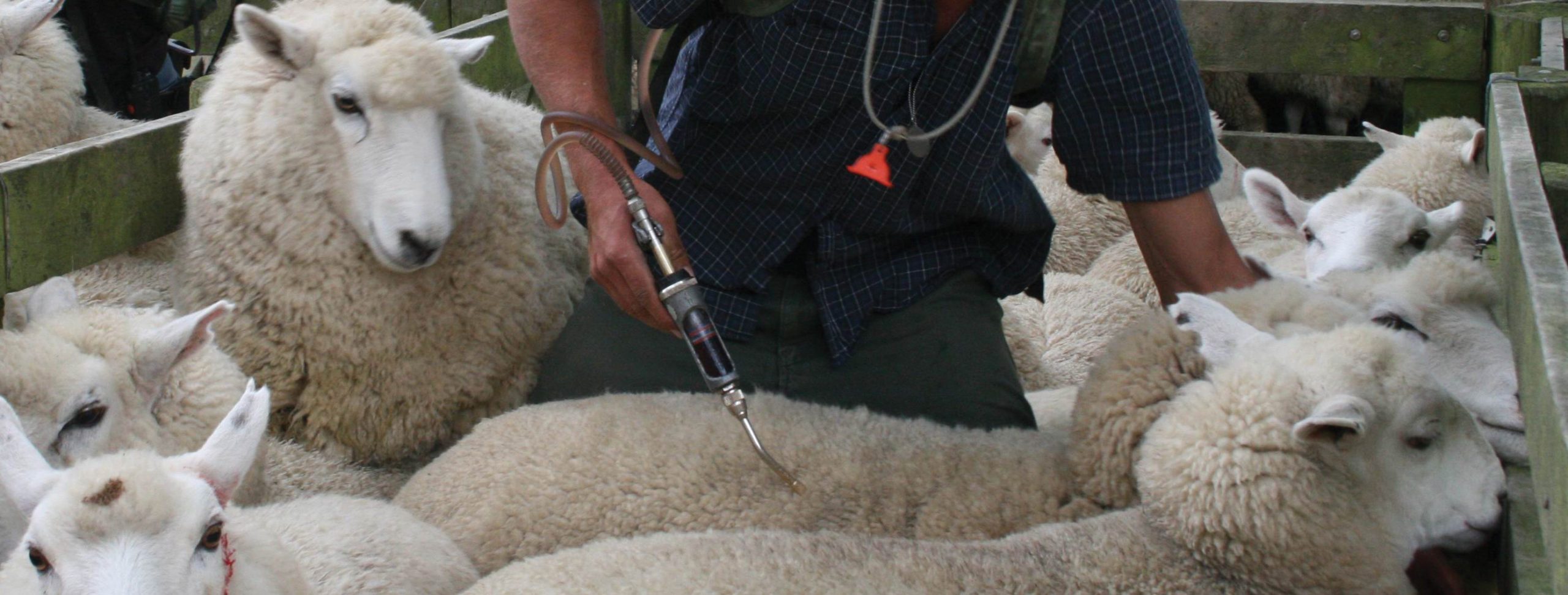 A drench check vs a FECRT - CountryWide