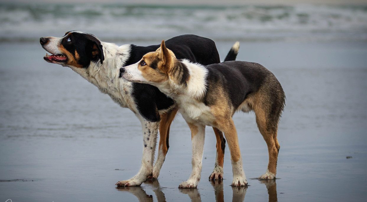 Working dogs: Life after the farm - CountryWide