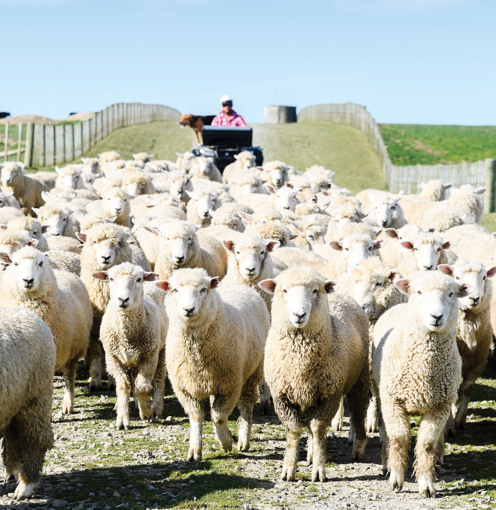 The lamb selling decision - CountryWide