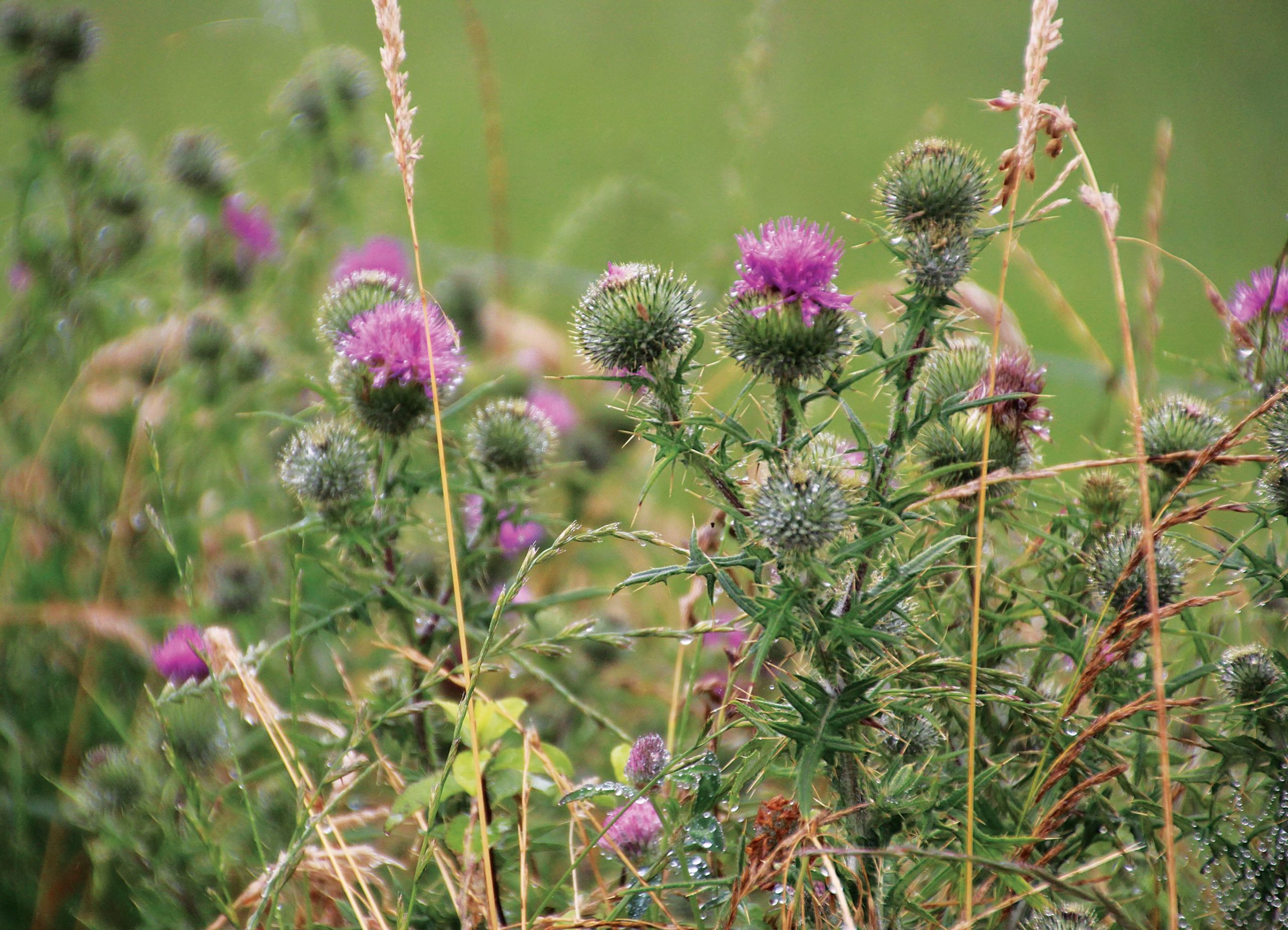 Taming A Prickly Problem Country Wide Magazine