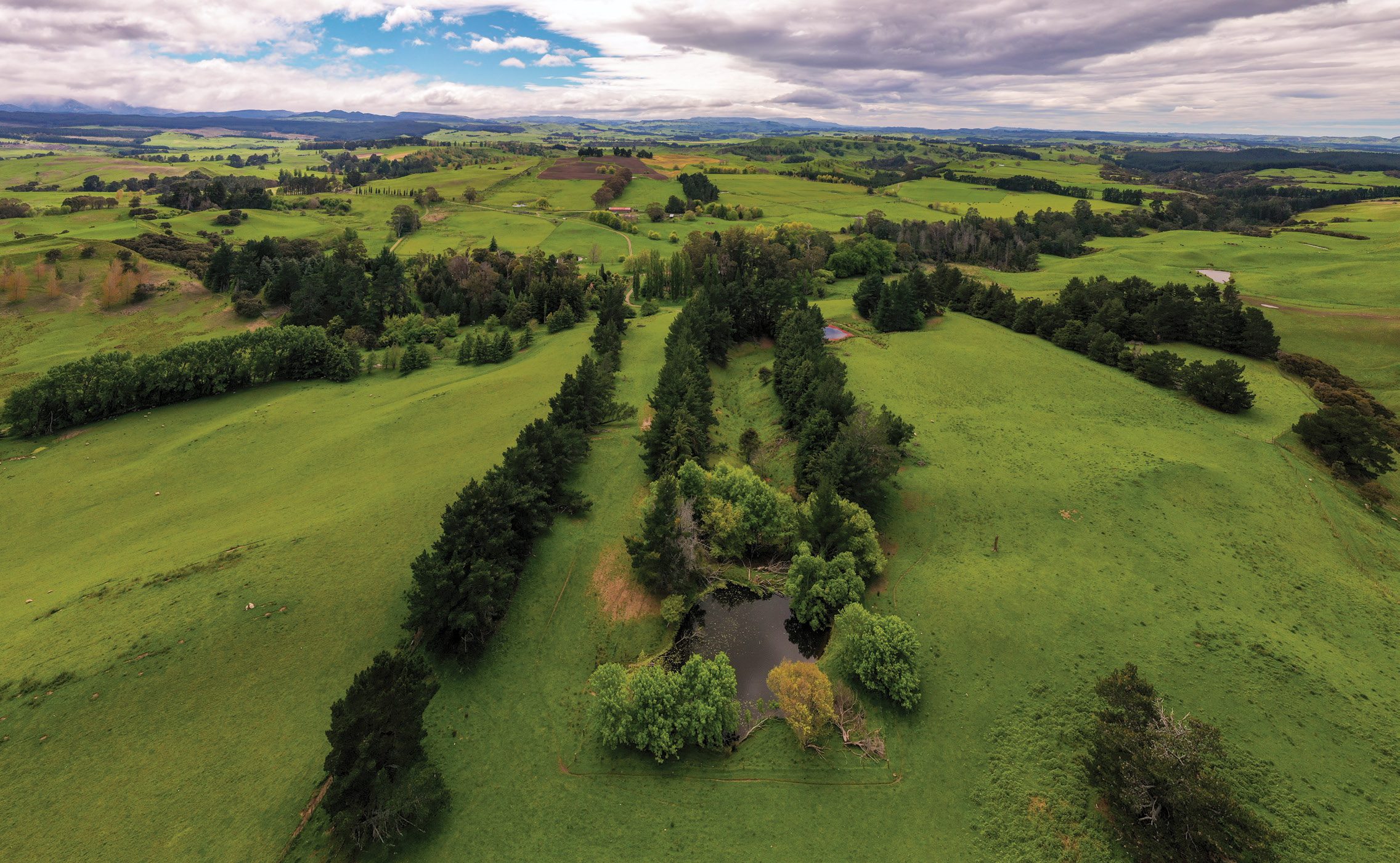 What tree to plant and where - CountryWide