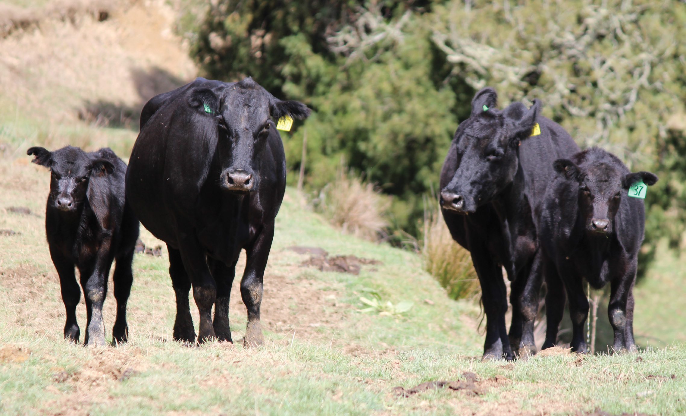 Beefing up production - Country-Wide Beefing up production - Country-Wide