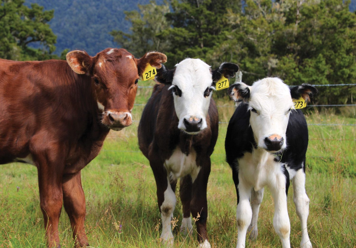 Superior genetics add $211/ha - CountryWide